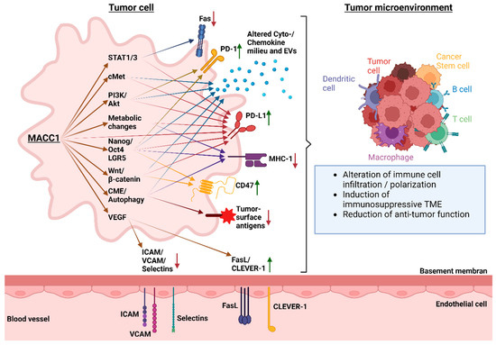 Immune Response and Metastasis—Links between the Metastasis Driver ...