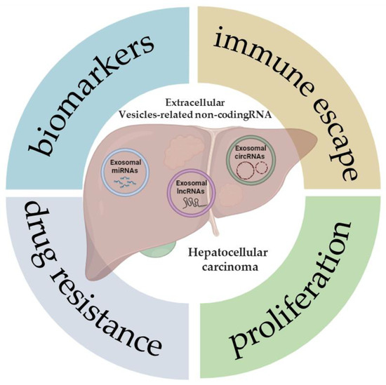 Extracellular Vesicle-Related Non-Coding RNAs in Hepatocellular ...