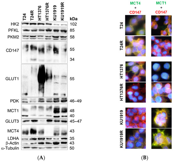 Cisplatin-Resistant Urothelial Bladder Cancer Cells Undergo Metabolic ...
