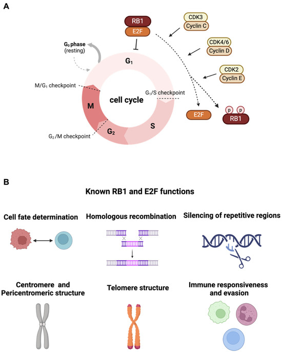 Therapeutic Strategies for RB1-Deficient Cancers: Intersecting Gene Regulation and Targeted Therapy