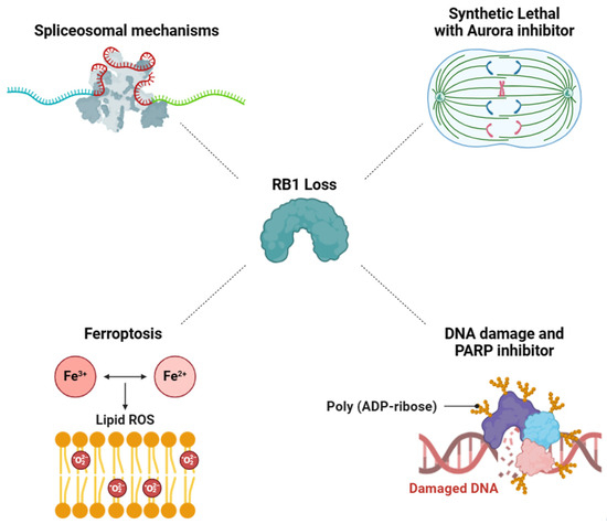 Therapeutic Strategies for RB1-Deficient Cancers: Intersecting Gene ...