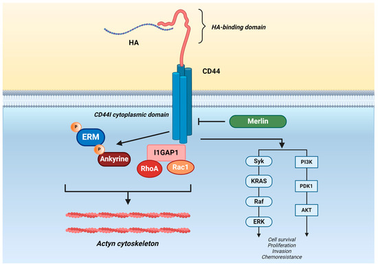 CD44: A New Prognostic Marker in Colorectal Cancer?