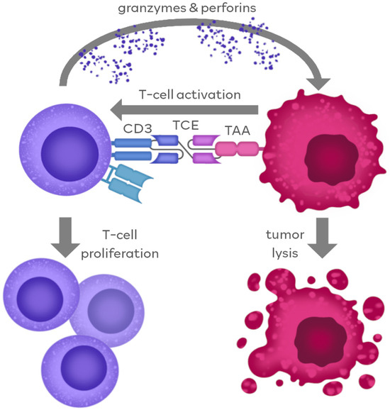T-Cell Engagers—The Structure and Functional Principle and Application ...