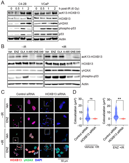 Amino Terminal Acetylation of HOXB13 Regulates the DNA Damage Response ...
