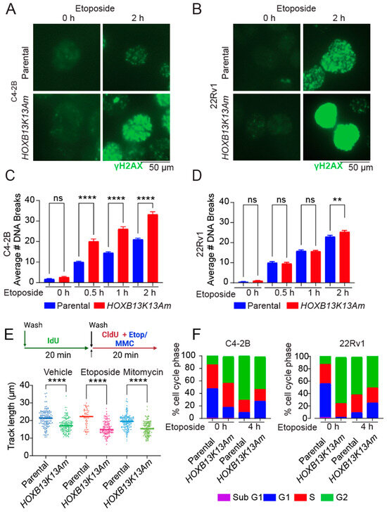 Amino Terminal Acetylation of HOXB13 Regulates the DNA Damage Response ...