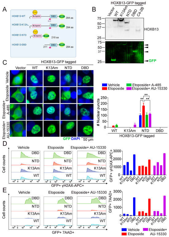 Amino Terminal Acetylation of HOXB13 Regulates the DNA Damage Response ...