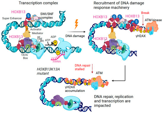 Amino Terminal Acetylation of HOXB13 Regulates the DNA Damage Response ...