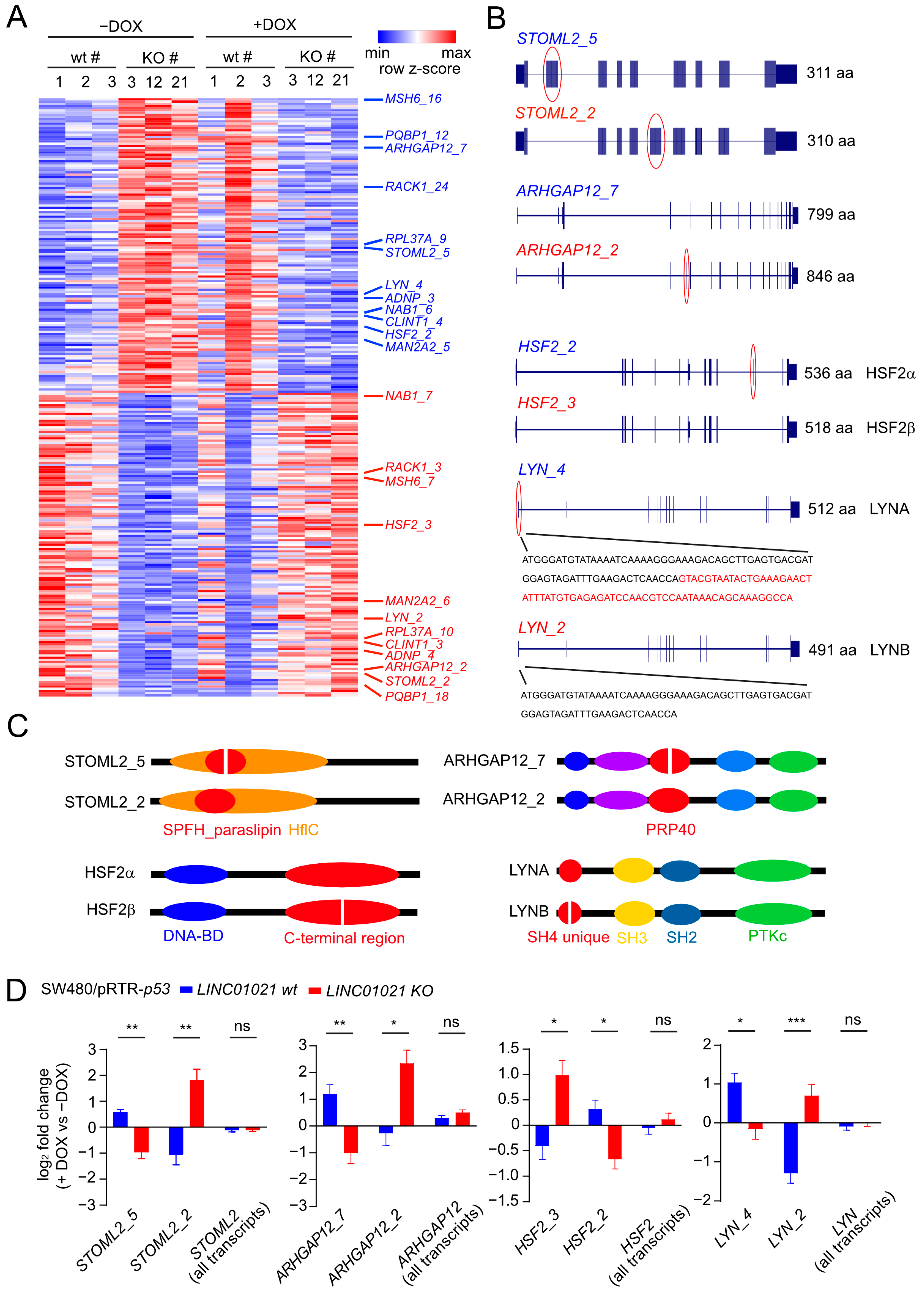 LINC01021 Attenuates Expression and Affects Alternative Splicing of a ...