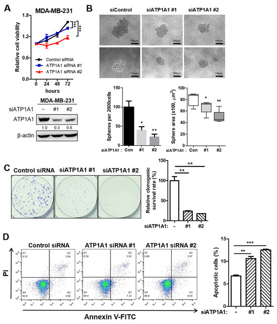 Hypomethylation of ATP1A1 Is Associated with Poor Prognosis and Cancer ...