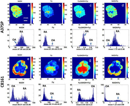 Quantitative Optical Redox Imaging of Melanoma Xenografts with ...