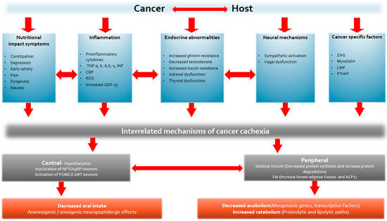 Updates in Cancer Cachexia: Clinical Management and Pharmacologic ...