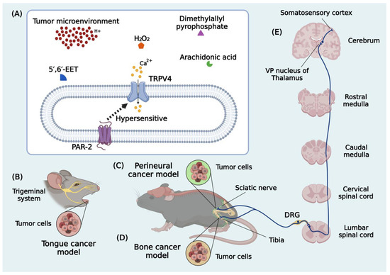 Targeting TRPV4 Channels for Cancer Pain Relief