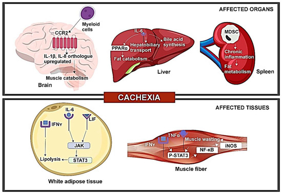 Immune System Disorder and Cancer-Associated Cachexia