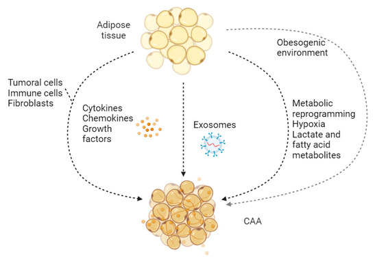 The Tumor Stroma of Squamous Cell Carcinoma: A Complex Environment That ...