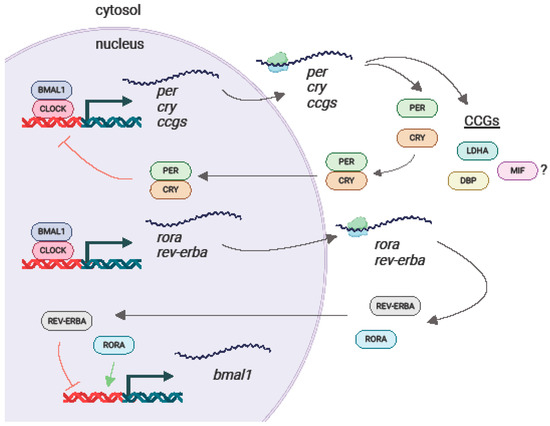 MIF and CD74 as Emerging Biomarkers for Immune Checkpoint Blockade Therapy