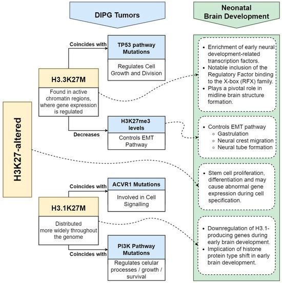 Pediatric Diffuse Midline Glioma H3K27-Altered: From Developmental ...