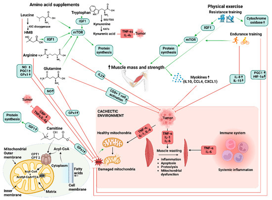 Cancers | Free Full-Text | Influence of Amino Acids and Exercise on ...