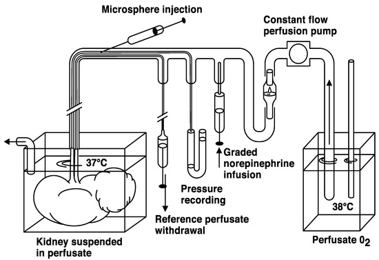 Ex Vivo Vascular Imaging and Perfusion Studies of Normal Kidney and ...