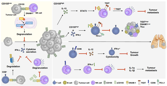 Cancers | Free Full-Text | Immune Regulation and Immune Therapy in ...