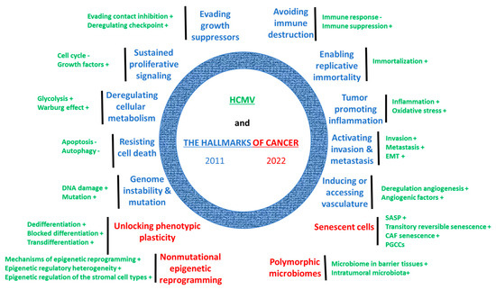 Cellular Transformation by Human Cytomegalovirus