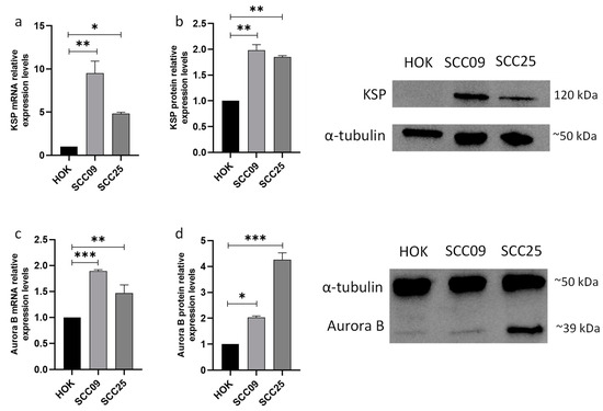 Coupling Kinesin Spindle Protein and Aurora B Inhibition with Apoptosis ...