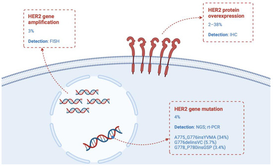 HER2-Altered Non-Small Cell Lung Cancer: A Journey from Current Approaches to Emerging Strategies