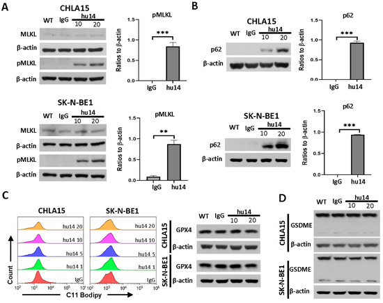 Hu14.18K.322A Causes Direct Cell Cytotoxicity and Synergizes with ...