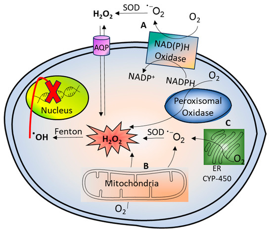 Cancers | Free Full-Text | Generation of Hydrogen Peroxide in Cancer ...