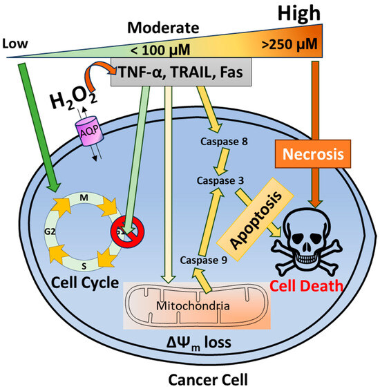 Generation of Hydrogen Peroxide in Cancer Cells: Advancing Therapeutic ...
