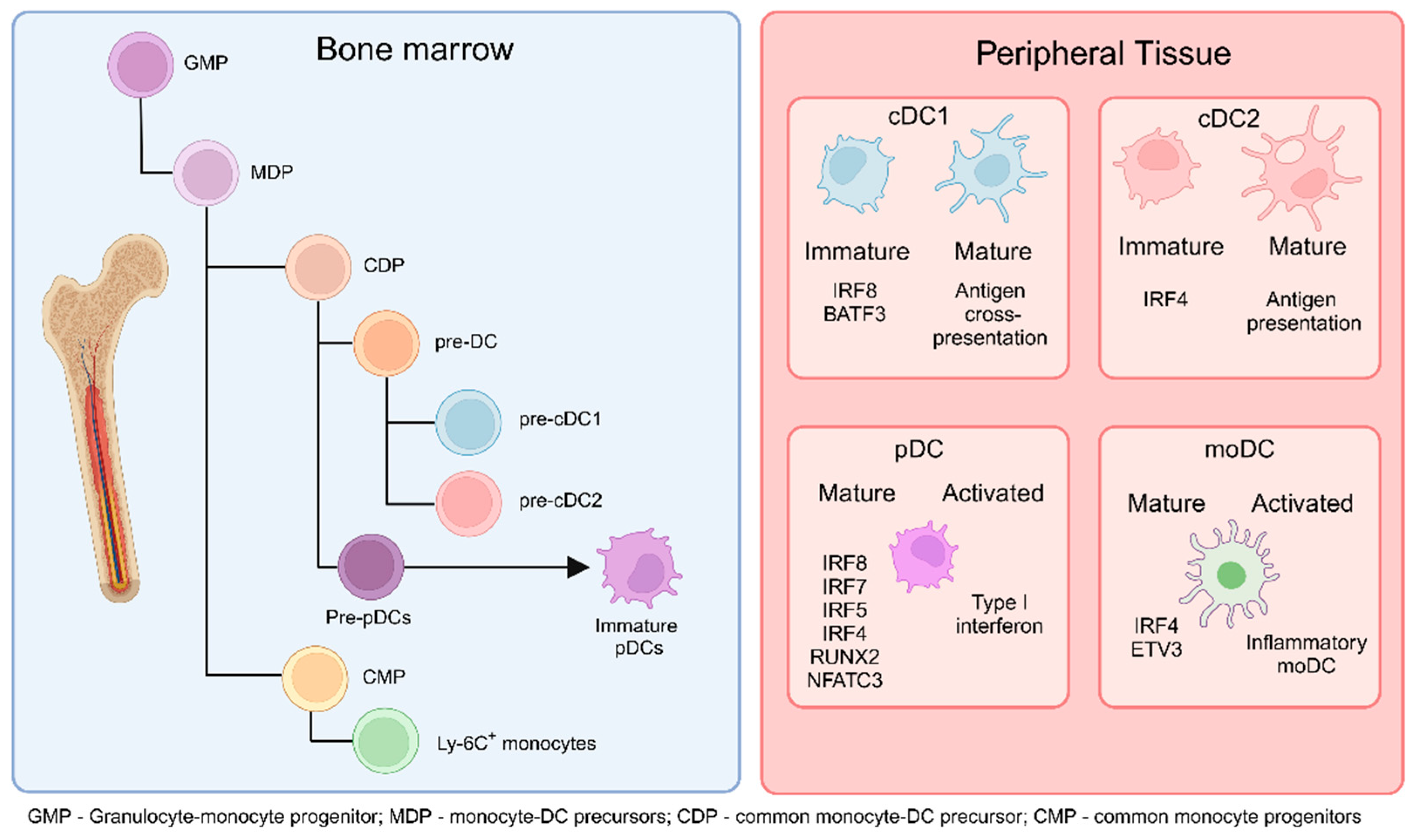 Dendritic Cells in Shaping Anti-Tumor T Cell Response