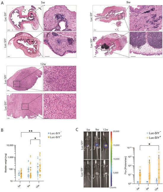 Development of Traceable Mouse Models of Advanced and Metastatic ...