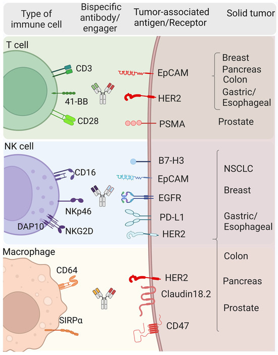 Cancers | Free Full-Text | Contemporary Approaches to Immunotherapy of ...