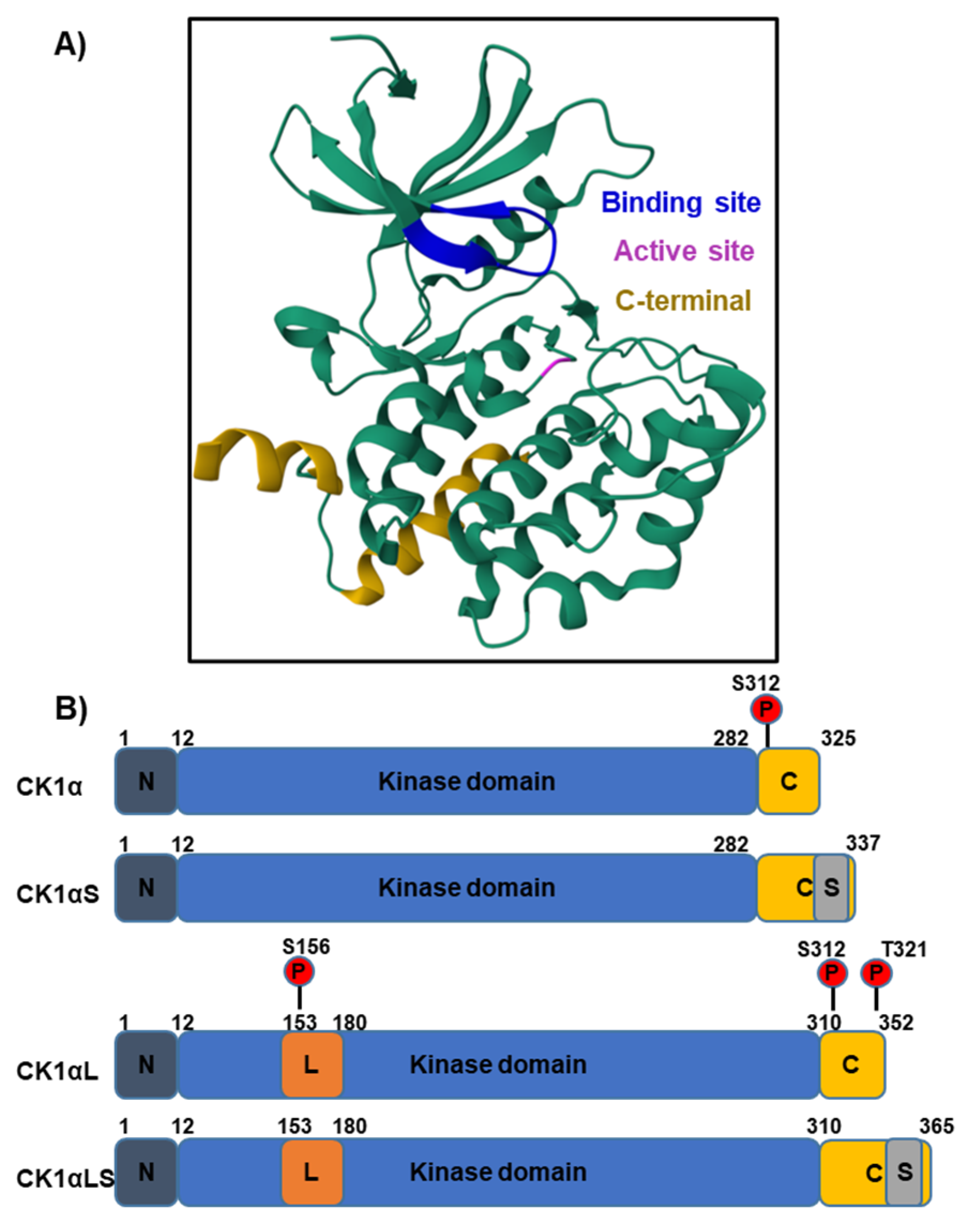 Cancers | Free Full-Text | Casein Kinase 1α—A Target for Prostate Cancer Therapy?