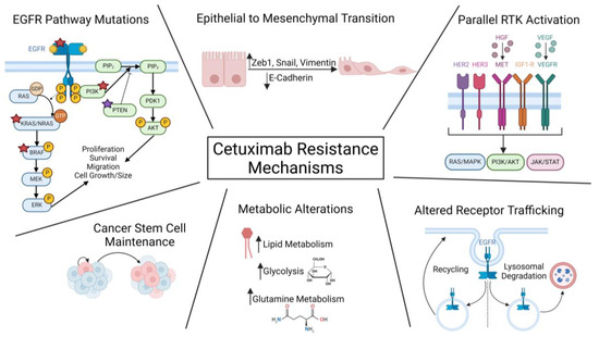 The Roles of RAC1 and RAC1B in Colorectal Cancer and Their Potential ...