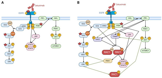 The Roles of RAC1 and RAC1B in Colorectal Cancer and Their Potential ...