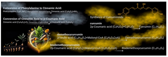 The Bright Side of Curcumin: A Narrative Review of Its Therapeutic ...