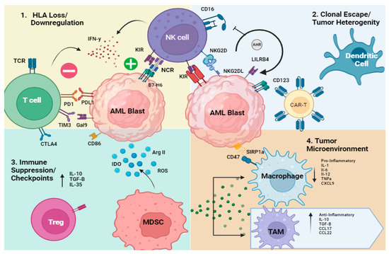 The Immune Resistance Signature of Acute Myeloid Leukemia and Current Immunotherapy Strategies