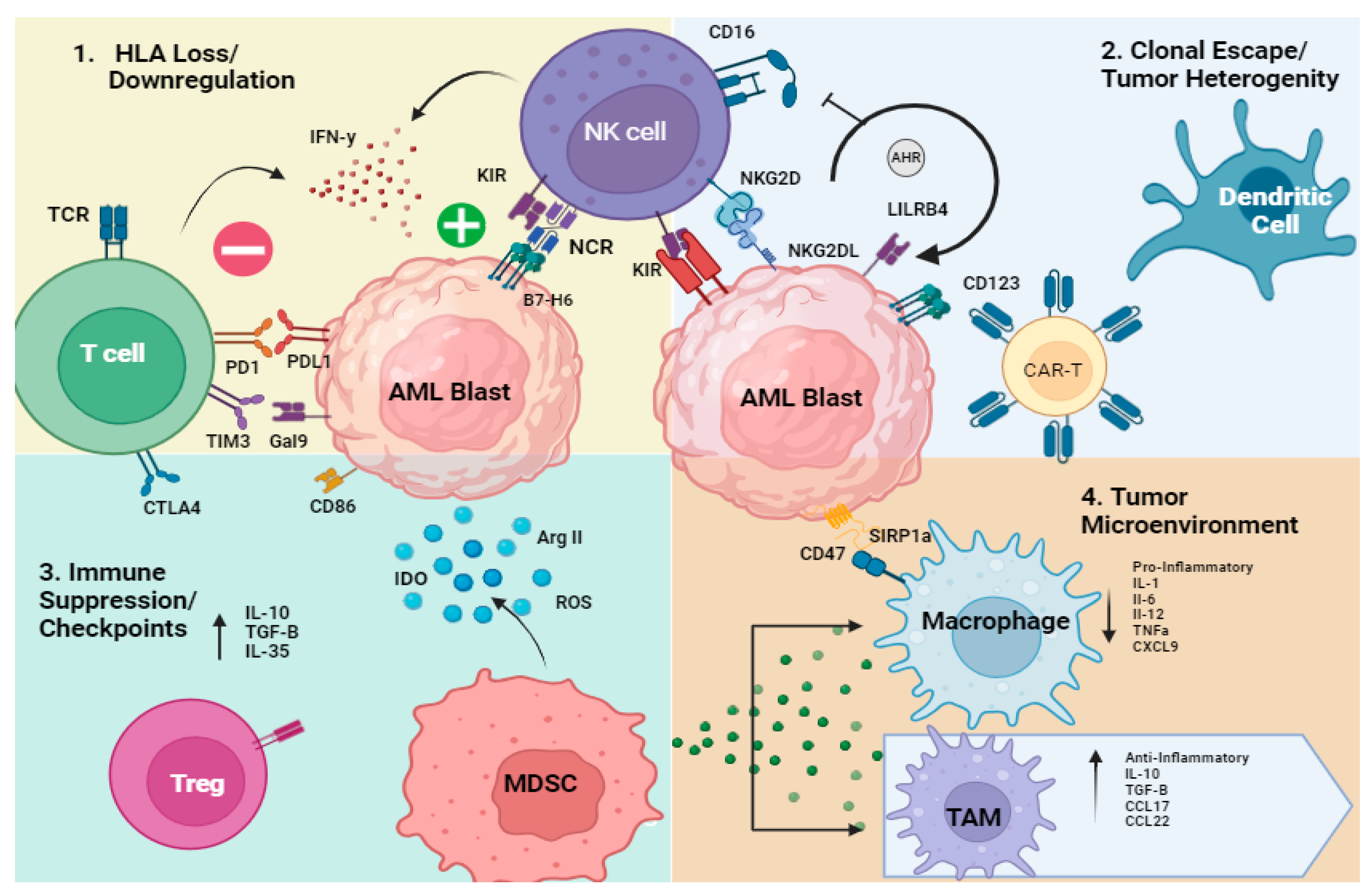The Immune Resistance Signature of Acute Myeloid Leukemia and Current Immunotherapy Strategies