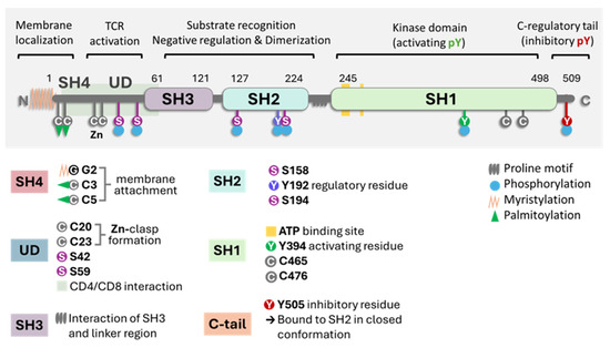 Lck Function and Modulation: Immune Cytotoxic Response and Tumor ...