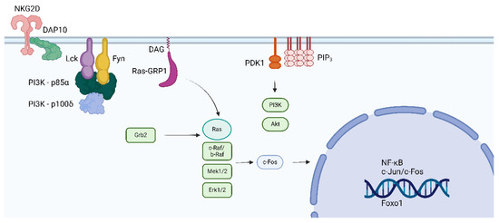 Lck Function and Modulation: Immune Cytotoxic Response and Tumor ...