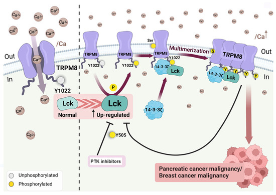 Lck Function and Modulation: Immune Cytotoxic Response and Tumor ...