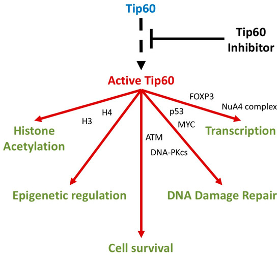Evaluating the Cellular Roles of the Lysine Acetyltransferase Tip60 in ...