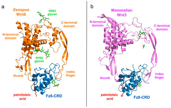 Cancers | Free Full-Text | Unraveling Cancer’s Wnt Signaling: Dynamic ...