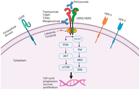 Emerging Therapeutic Targets and Future Directions in Advanced Gastric ...