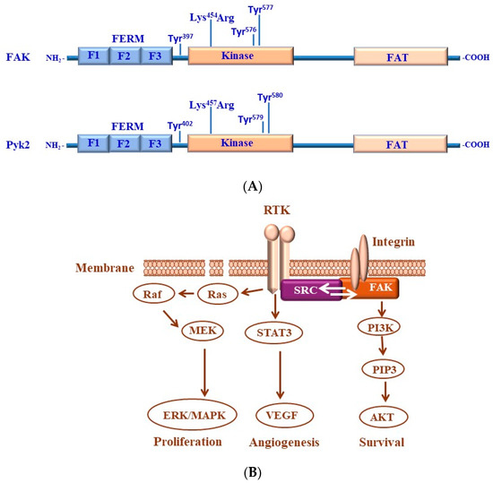 Cancers | Free Full-Text | Non-Receptor Tyrosine Kinases: Their Structure and Mechanistic Role ...