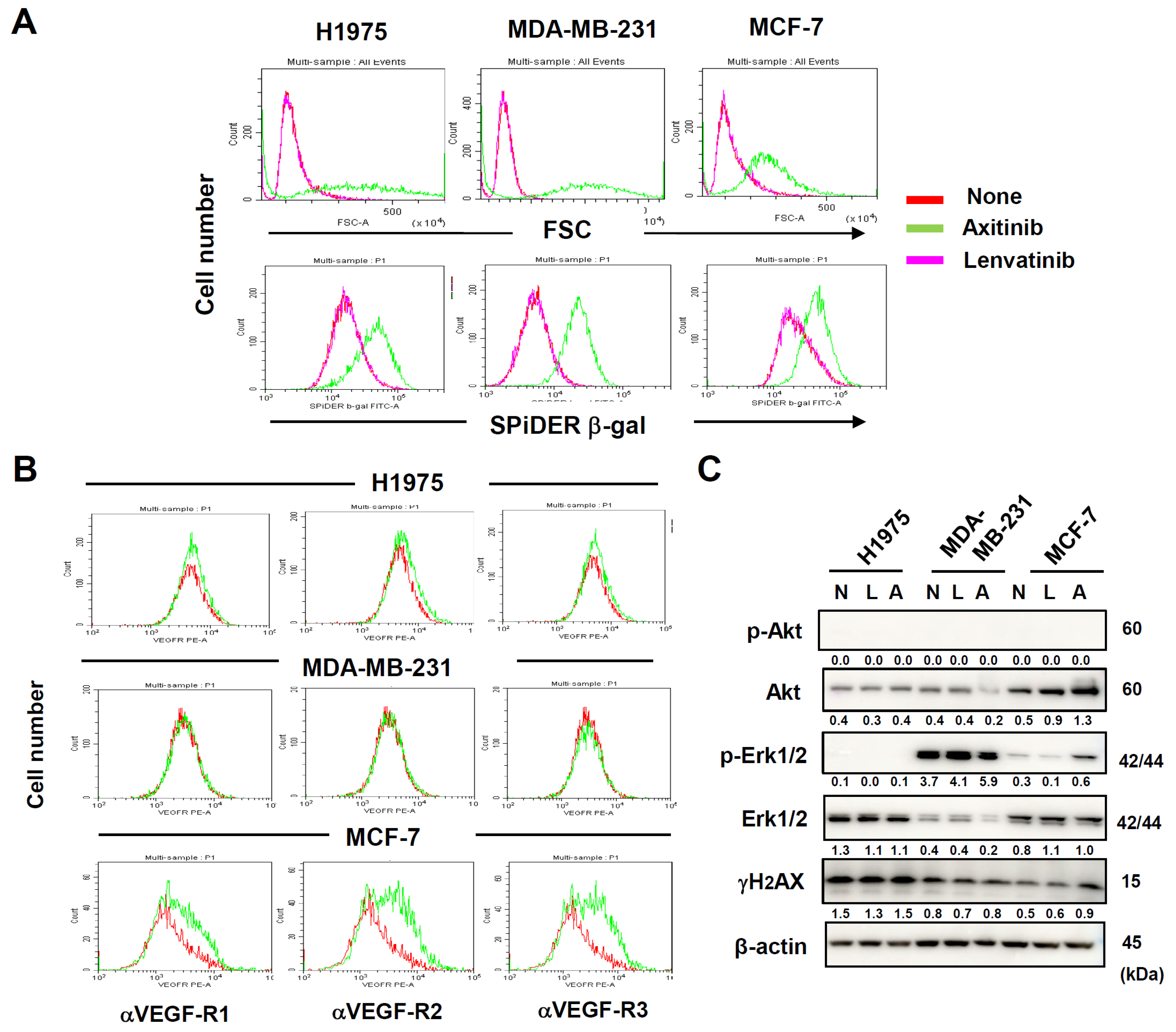 Therapeutic Senolysis of Axitinib-Induced Senescent Human Lung Cancer Cells