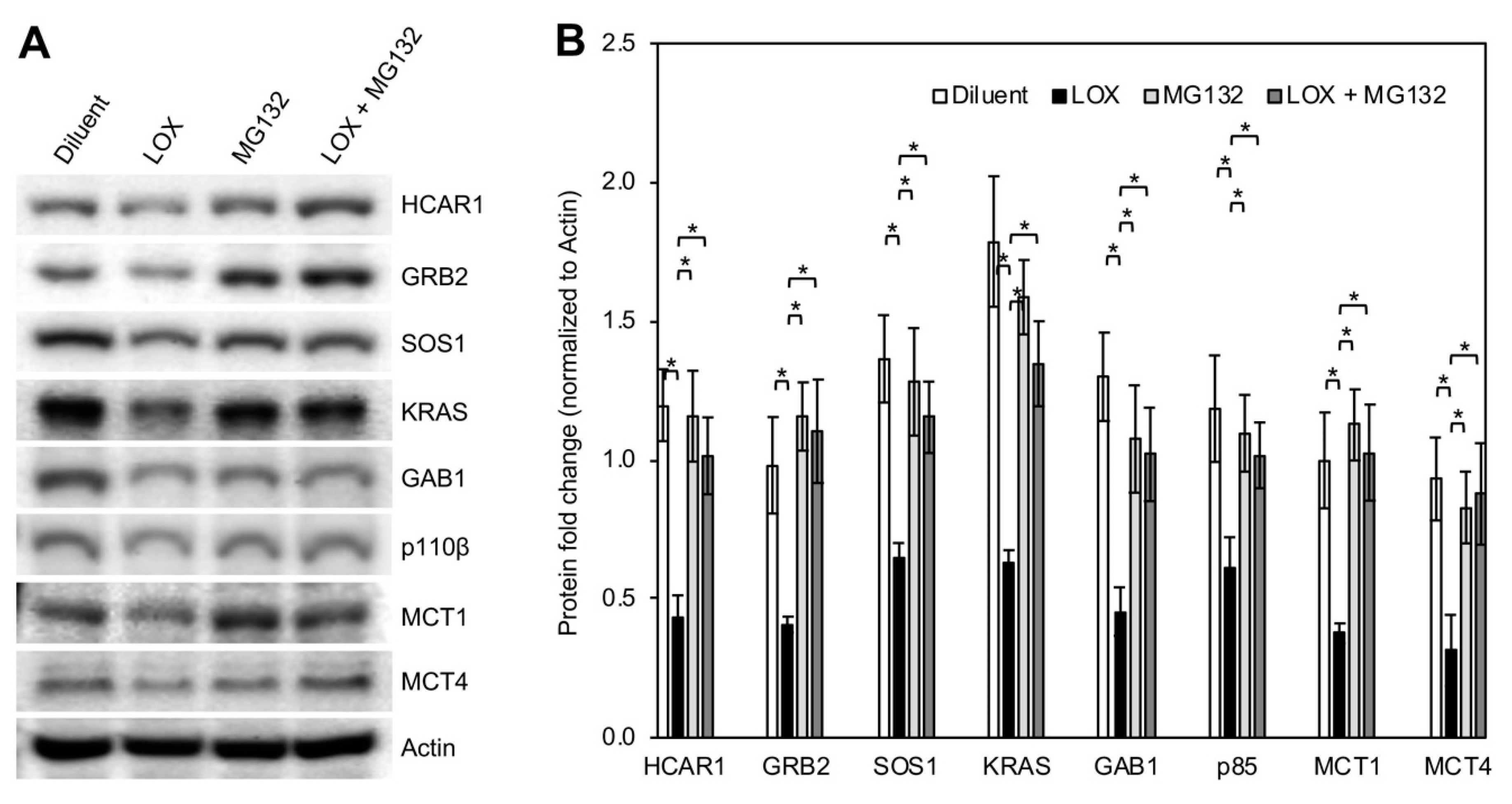 Lactate Oxidase Disrupts Lactate-Activated RAS and PI3K Oncogenic Signaling