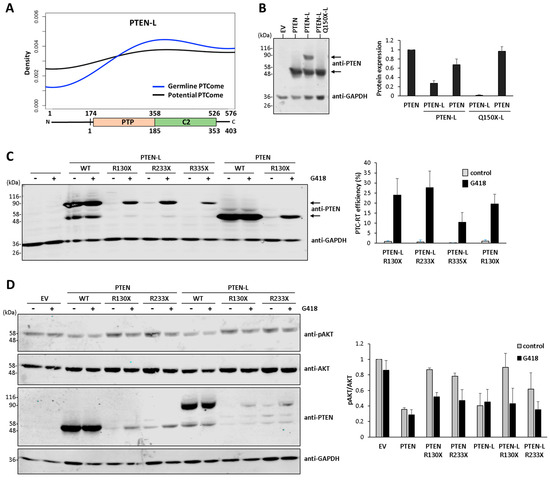 Potentiation by Protein Synthesis Inducers of Translational Readthrough ...