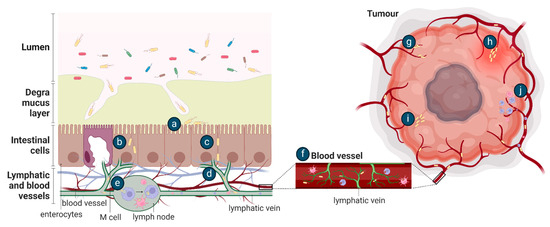 Cancers | Free Full-Text | Towards Understanding Tumour Colonisation by Probiotic Bacterium E ...