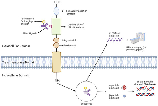From Oncogenesis to Theranostics: The Transformative Role of PSMA in ...